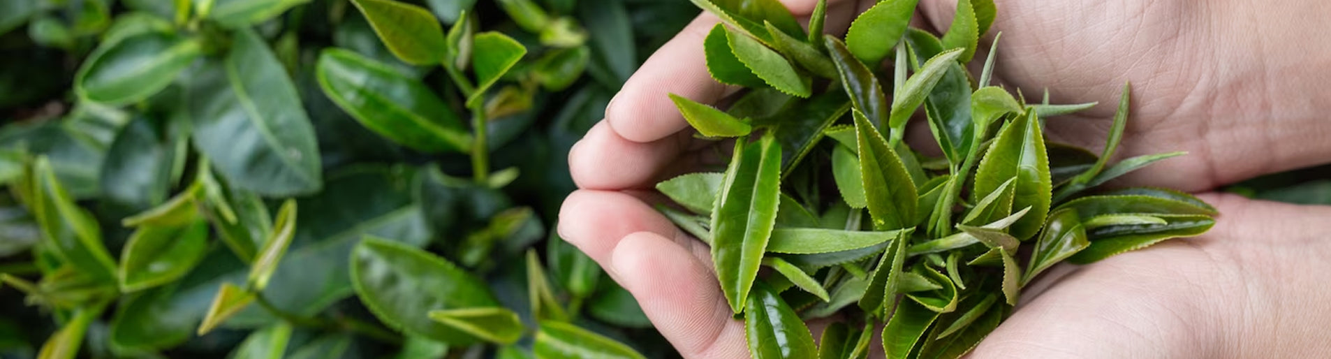 Matcha – Short and Stout Tea